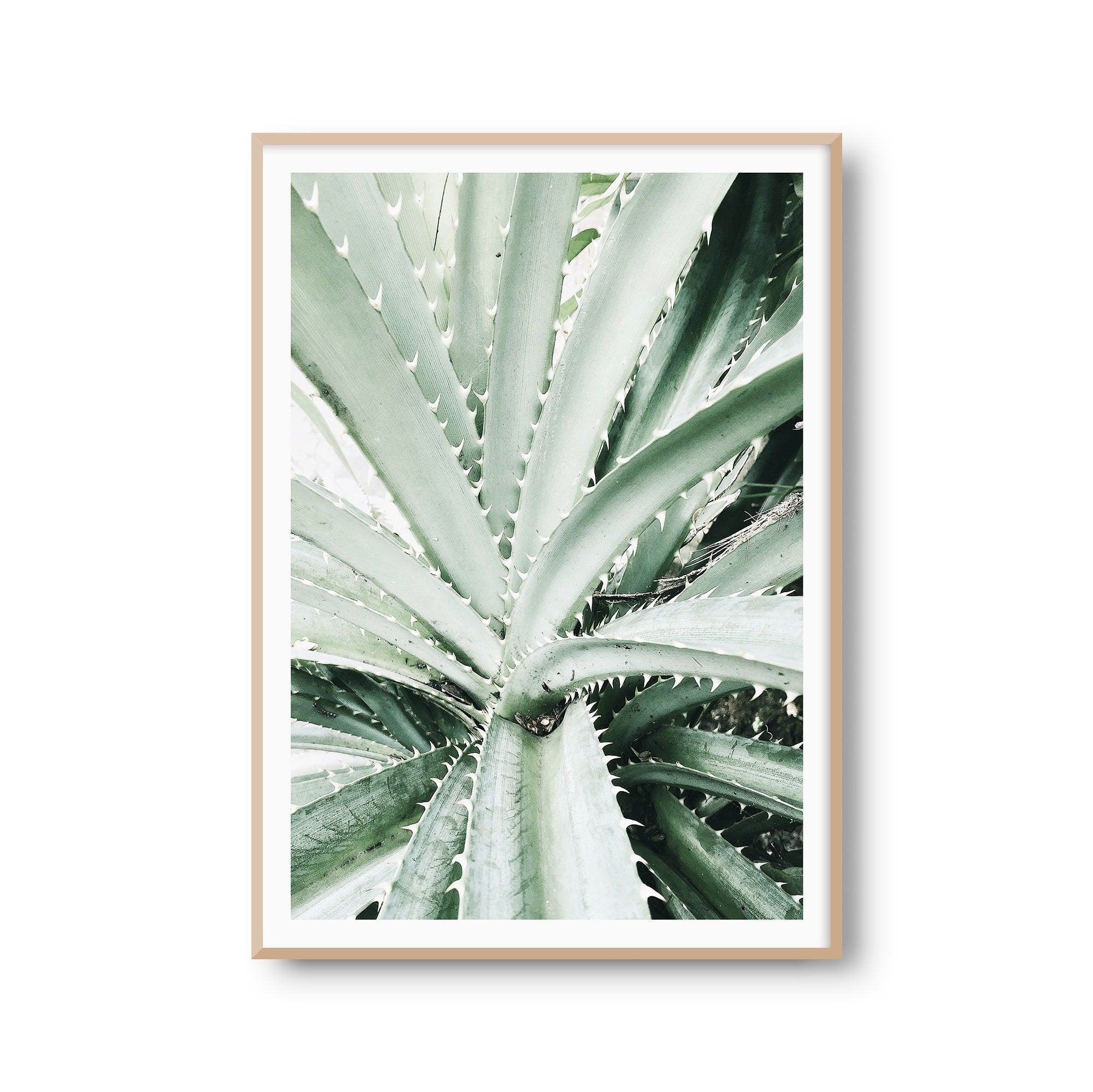 Wanddeko Poster "Kaktus" Pflanze Fotoprint Kunstdruck Bild Fotografie ...